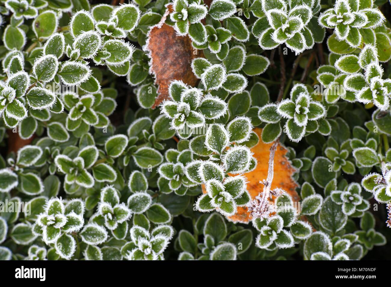 Frosty bitten leaves hi-res stock photography and images - Alamy