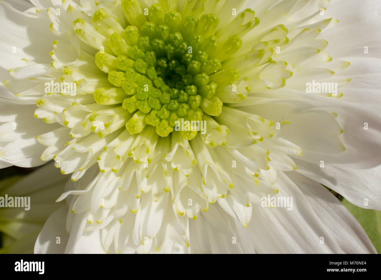 Beautiful colorful natural spring flowers in macro view Stock Photo - Alamy