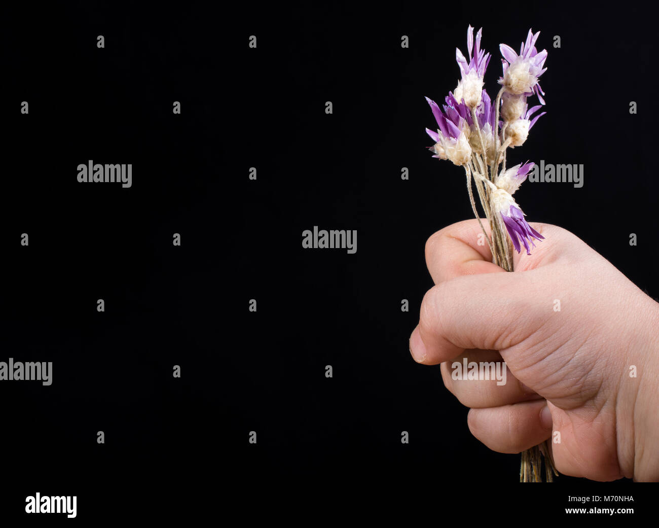 Beautiful colorful natural flowers in dry form Stock Photo - Alamy