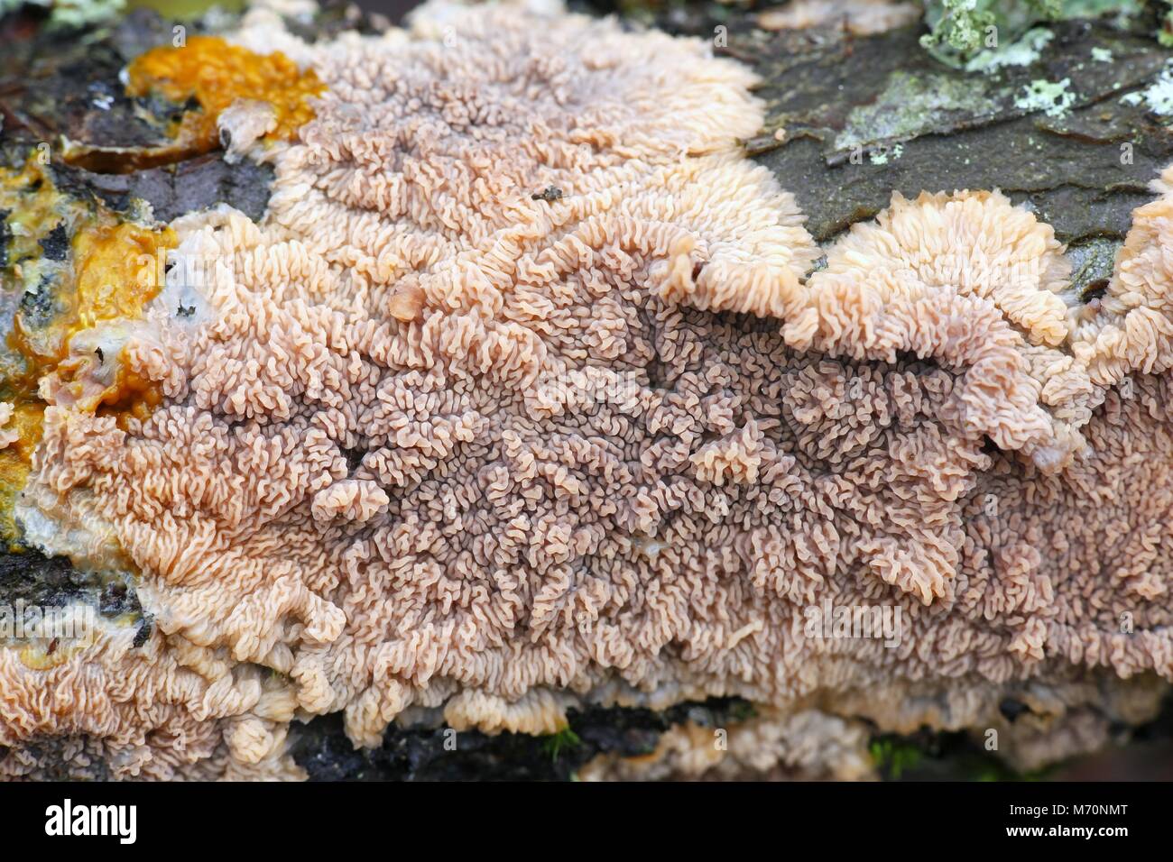 Crust fungus, Phlebia rufa Stock Photo - Alamy
