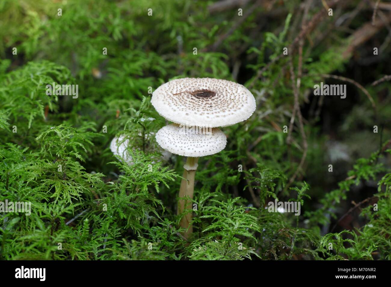 Cat dapperling, Lepiora felina Stock Photo - Alamy