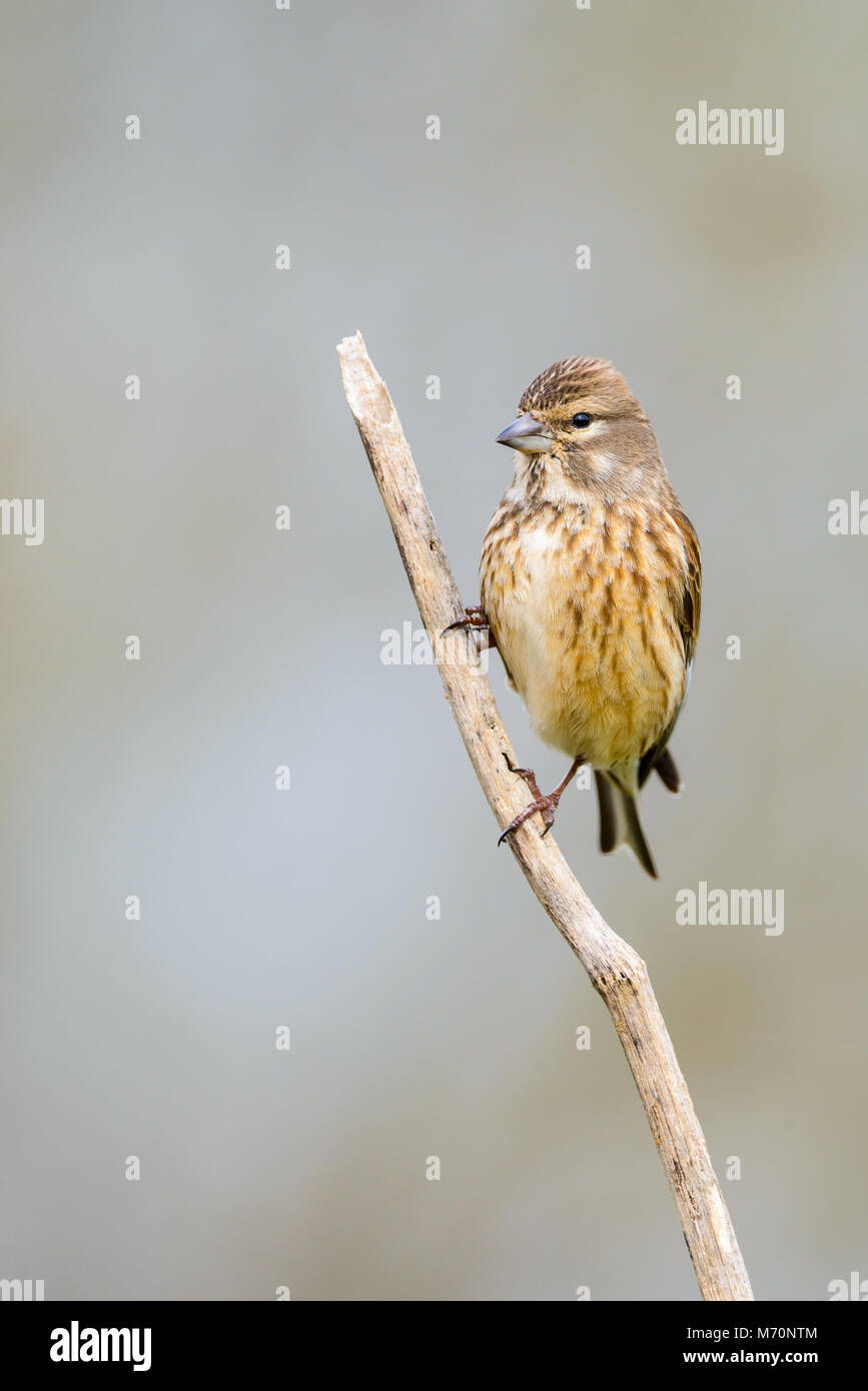 Pardillo comun hi-res stock photography and images - Alamy