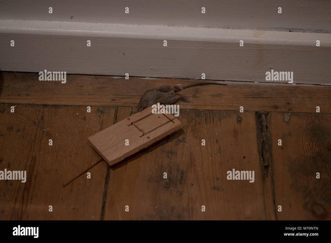 Dead trapped mouse Stock Photo - Alamy