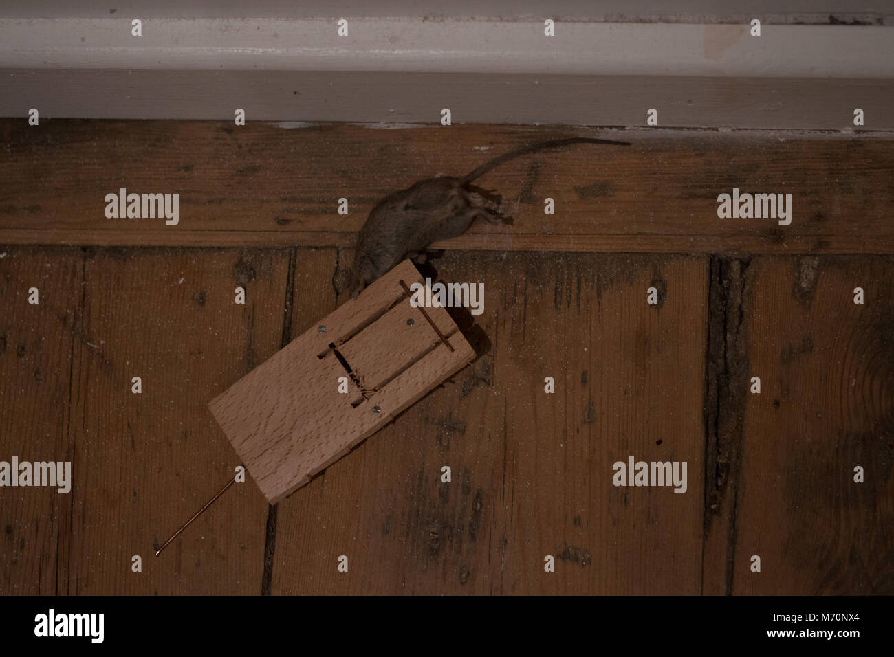 Dead trapped mouse Stock Photo - Alamy