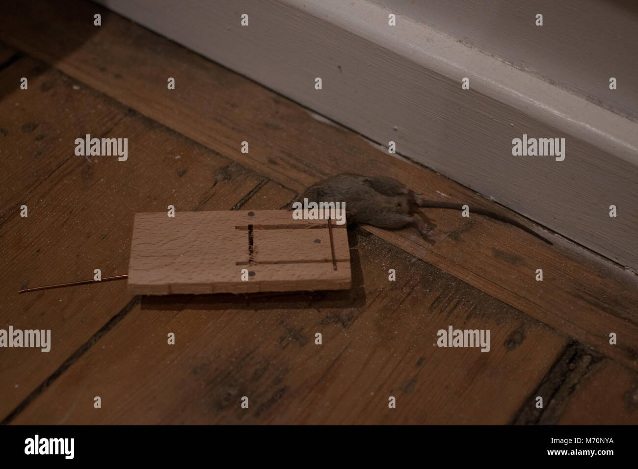 Dead trapped mouse Stock Photo - Alamy
