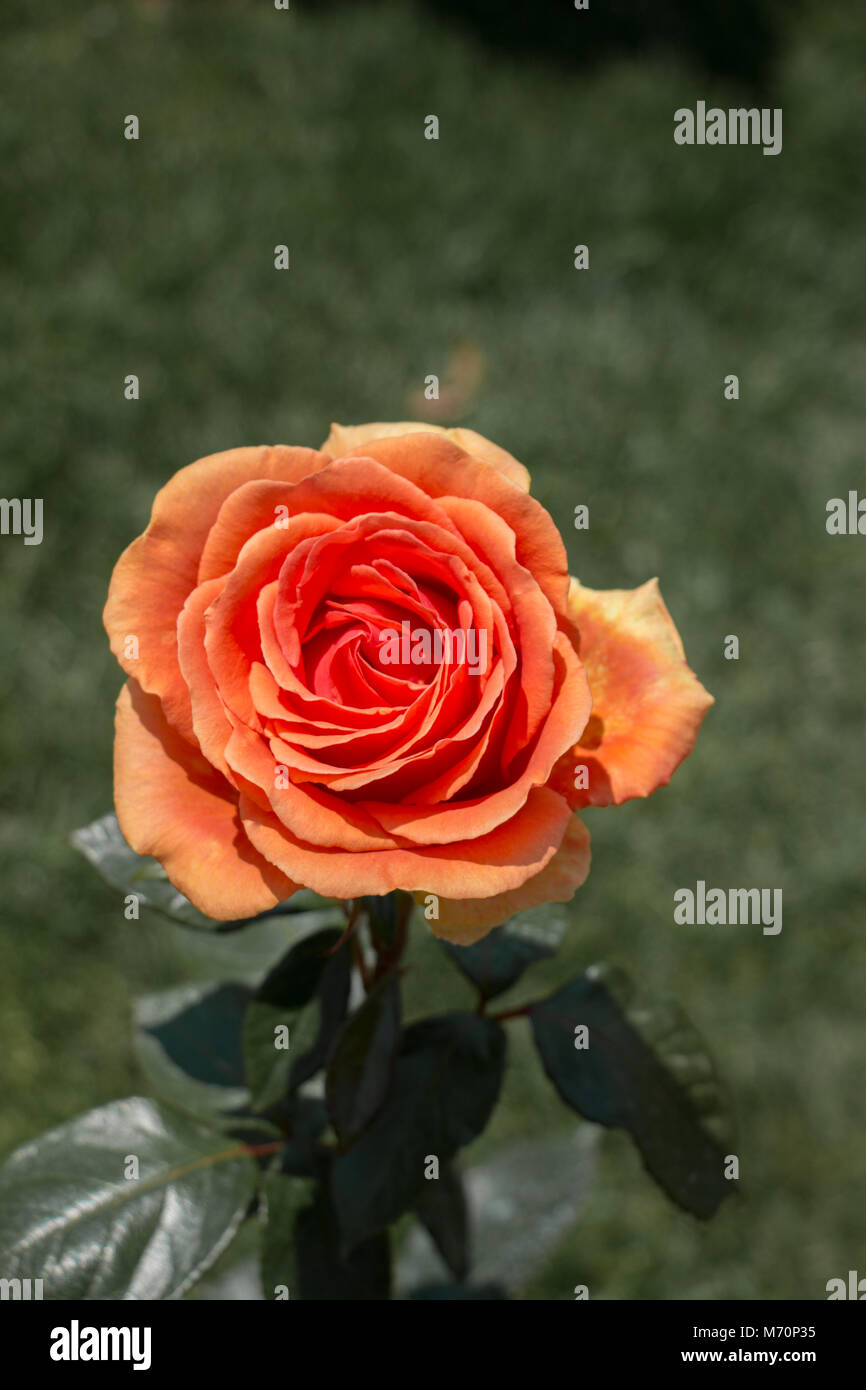 Beautiful colorful Rose Flower on garden background Stock Photo - Alamy