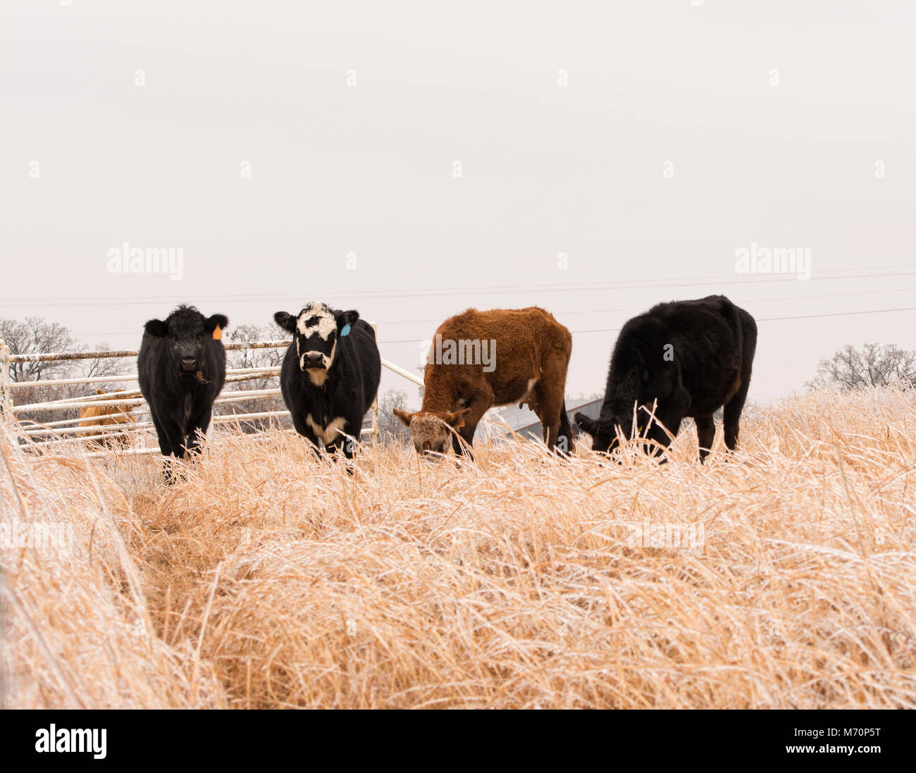 Cattle grazing in a frozen pasture after an ice storm Stock Photo - Alamy