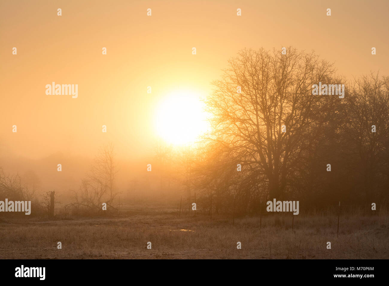 Yellow sun with trees hi-res stock photography and images - Alamy