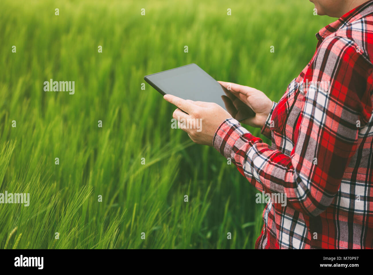 Female farmer using tablet computer in rye crop field, concept of ...
