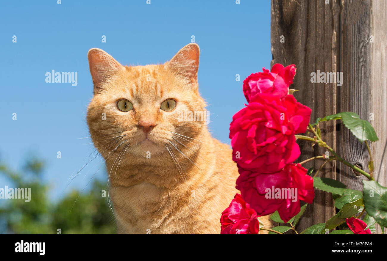 Handsome ginger tabby looking at the viewer next to bright red roses ...