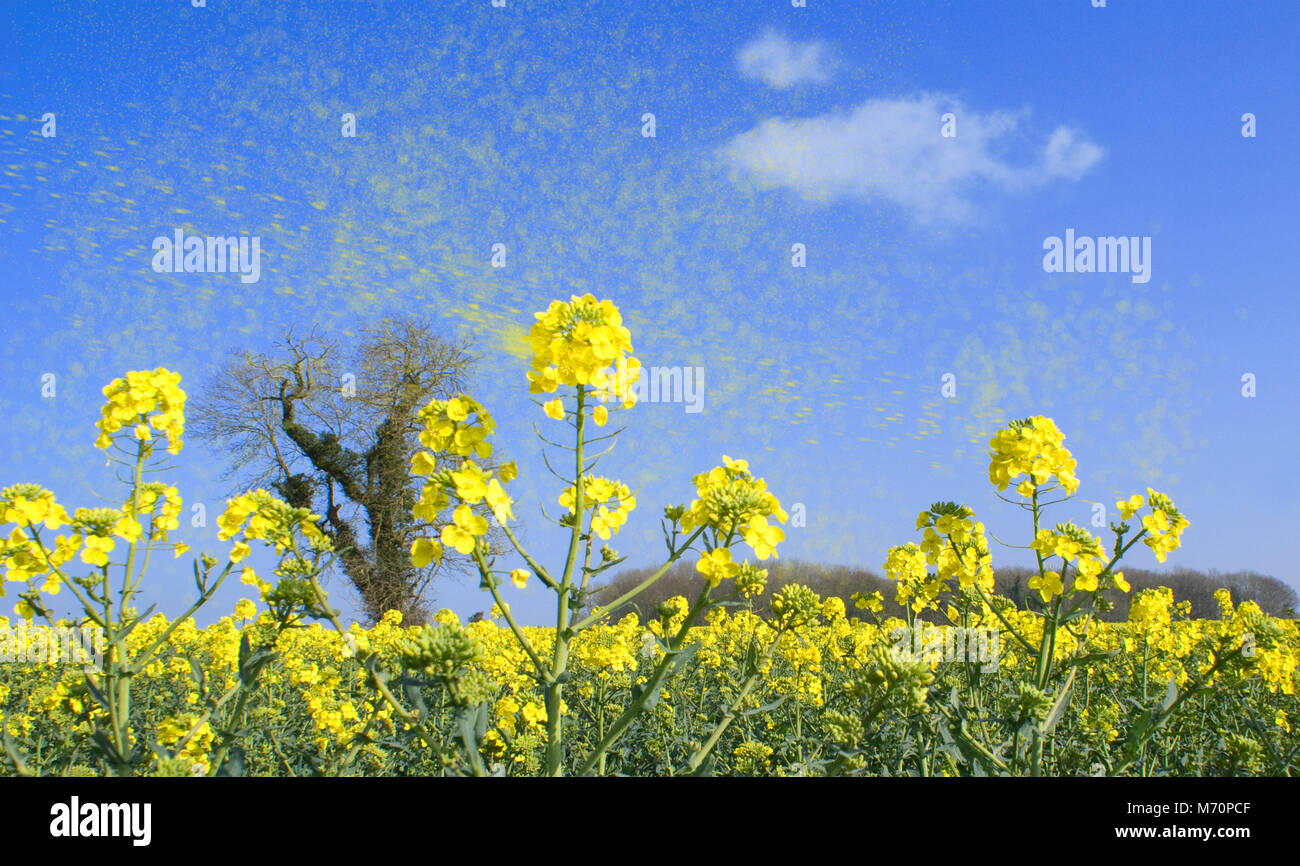 Digital image of pollen floating in the air over a field of yellow ...