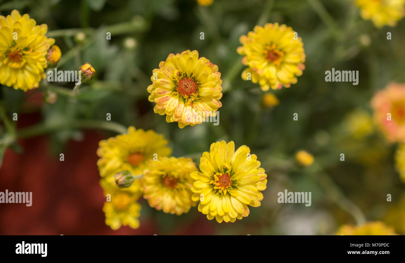 Beautiful colorful natural spring flowers as a nature background Stock ...