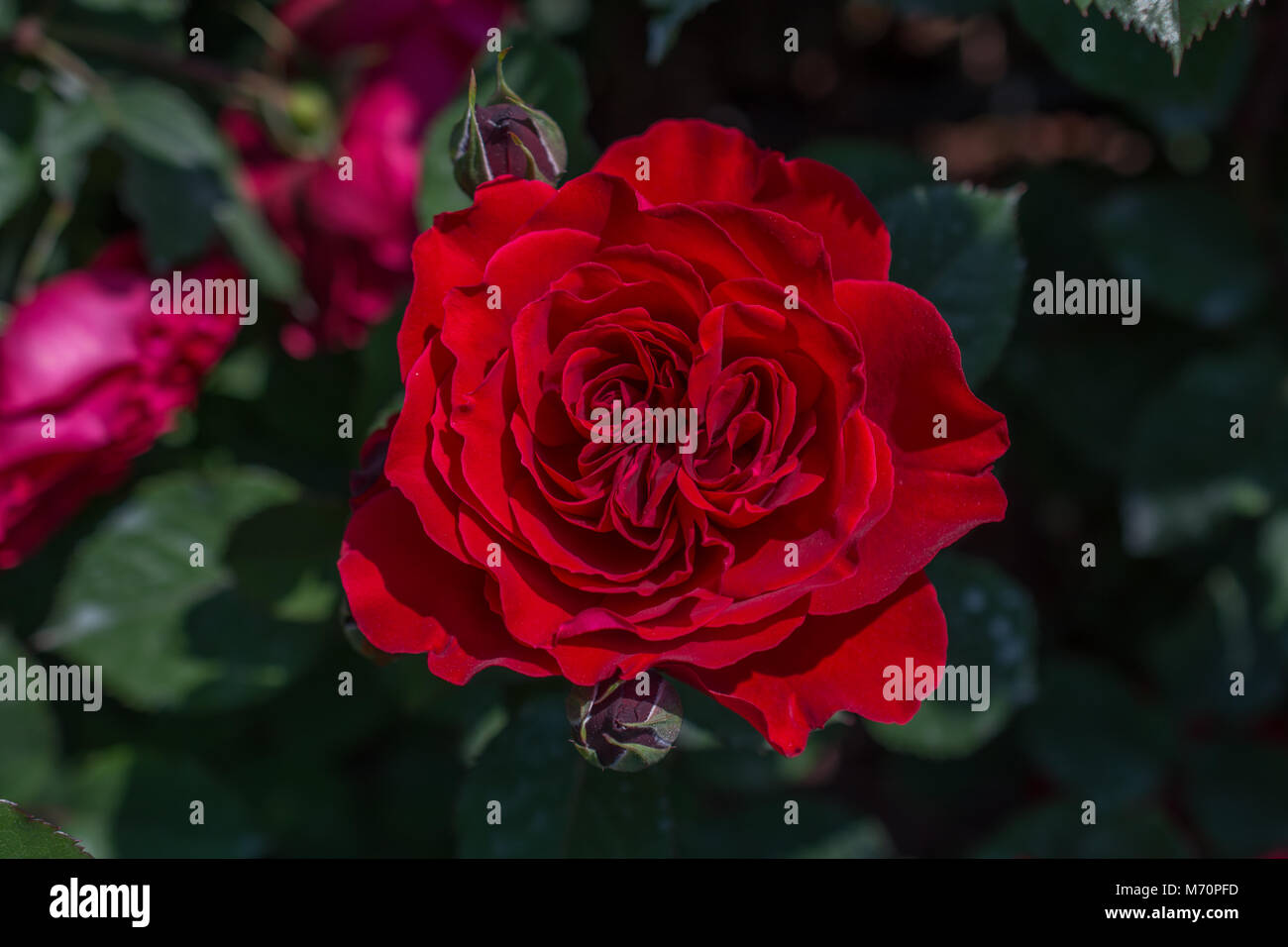 Beautiful colorful Rose Flower on garden background Stock Photo - Alamy