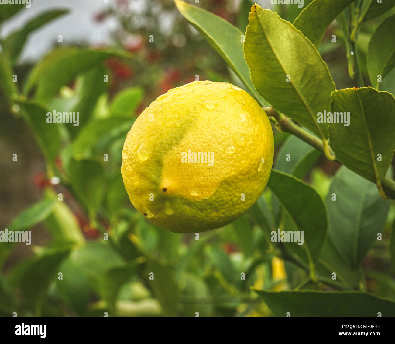 Yellow lemon growing on hi-res stock photography and images - Alamy