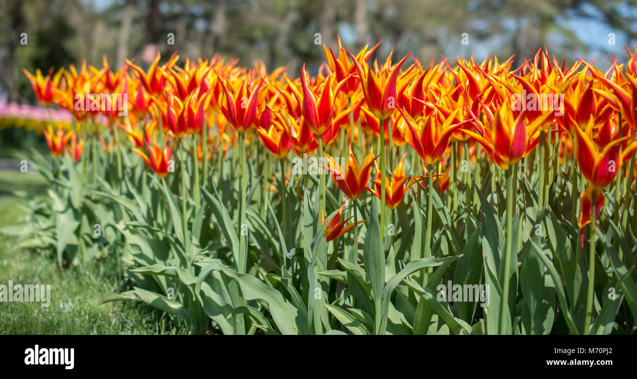 Orange color Tulips Bloom in Spring in garden Stock Photo - Alamy