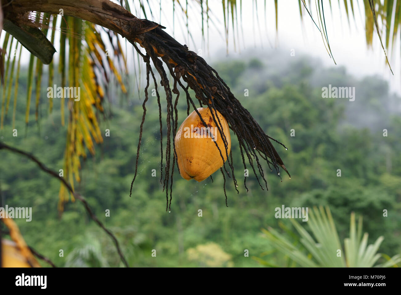 Young coconut tree hi-res stock photography and images - Alamy