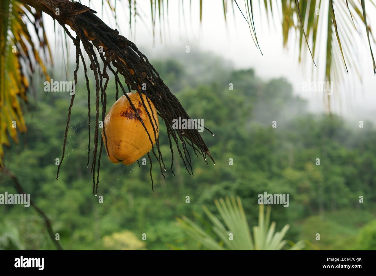 Coconuts grow on palm trees hi-res stock photography and images - Alamy