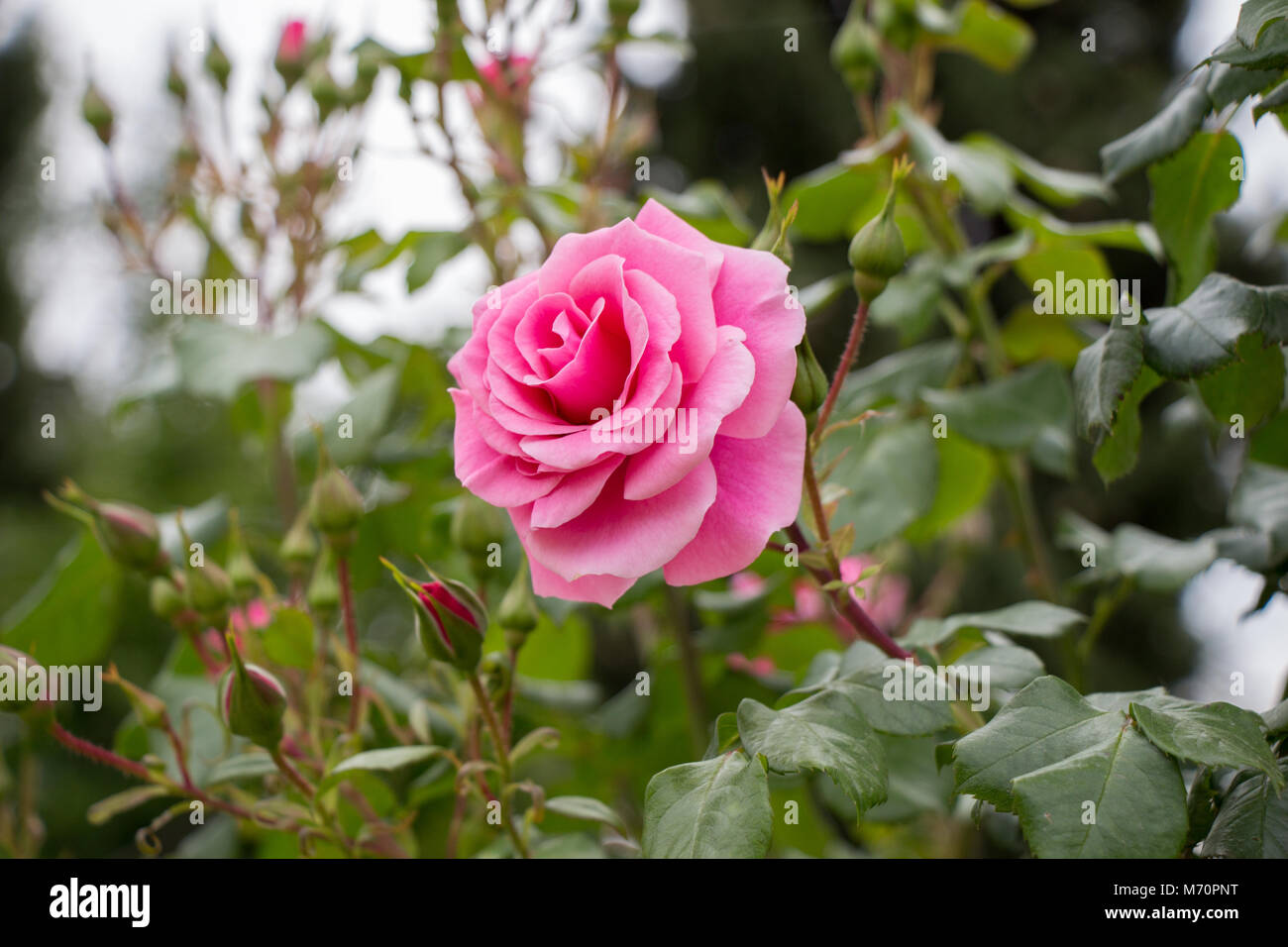 Beautiful colorful Rose Flower on garden background Stock Photo - Alamy