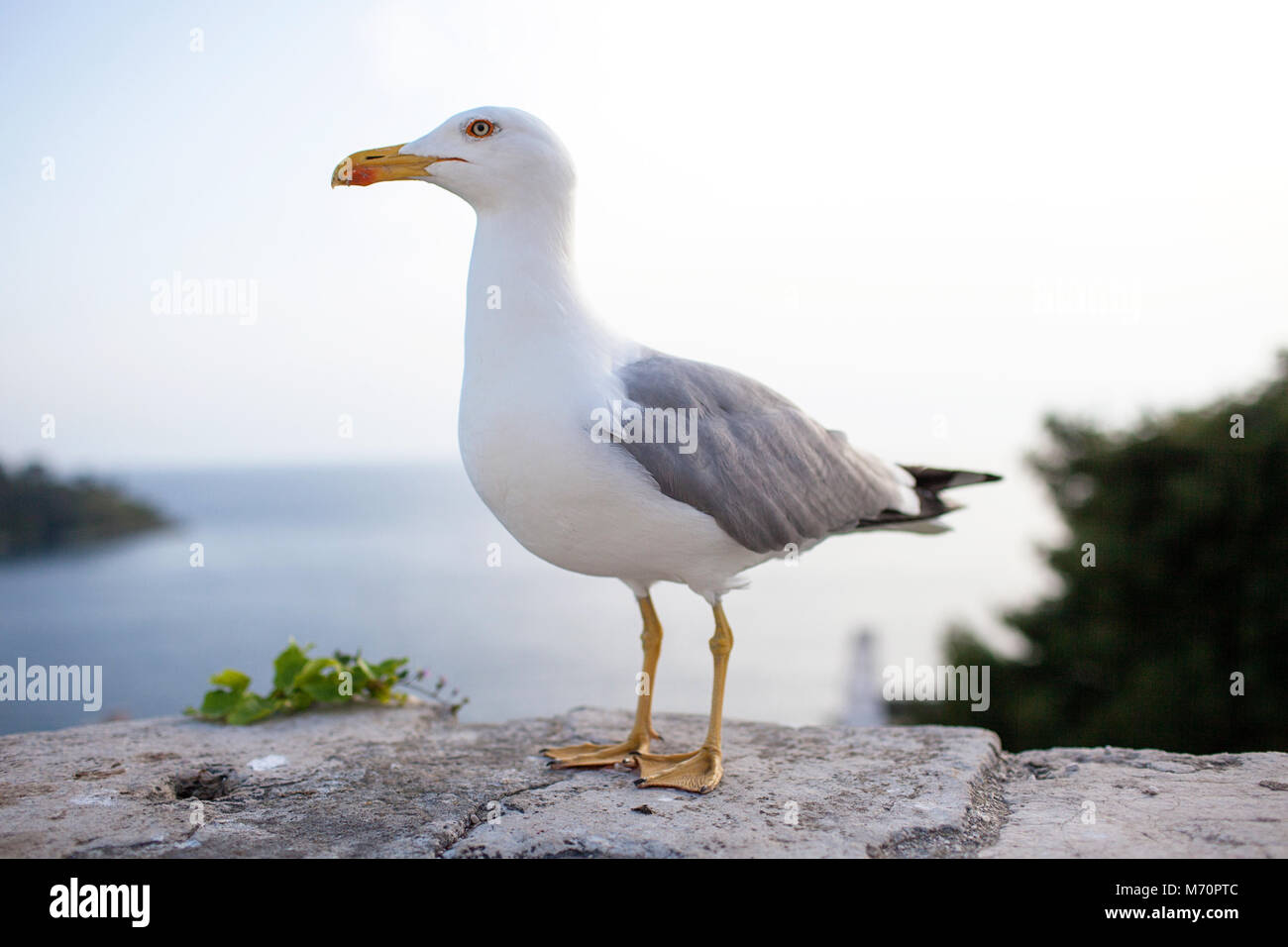 Seagull side view bird hi-res stock photography and images - Alamy