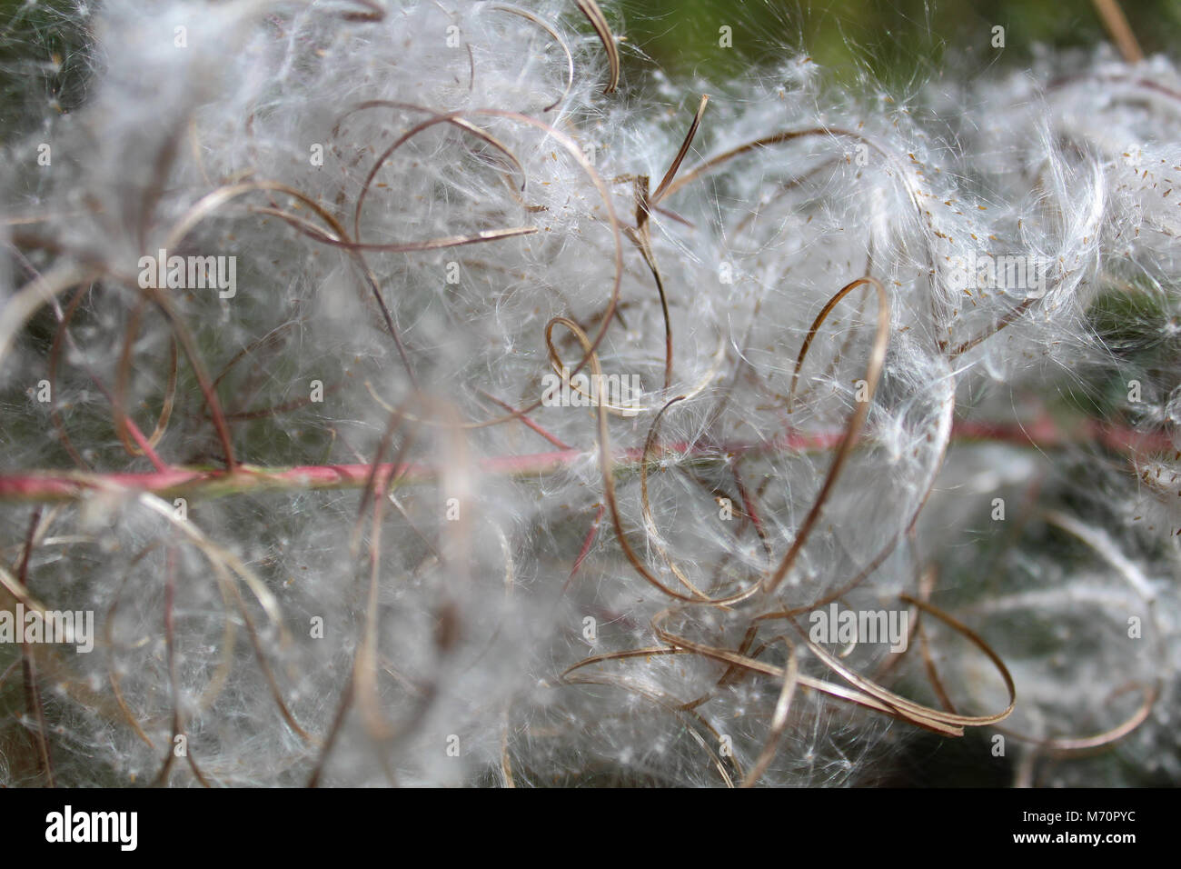 Macro photo of flower fluff with blured background Stock Photo - Alamy