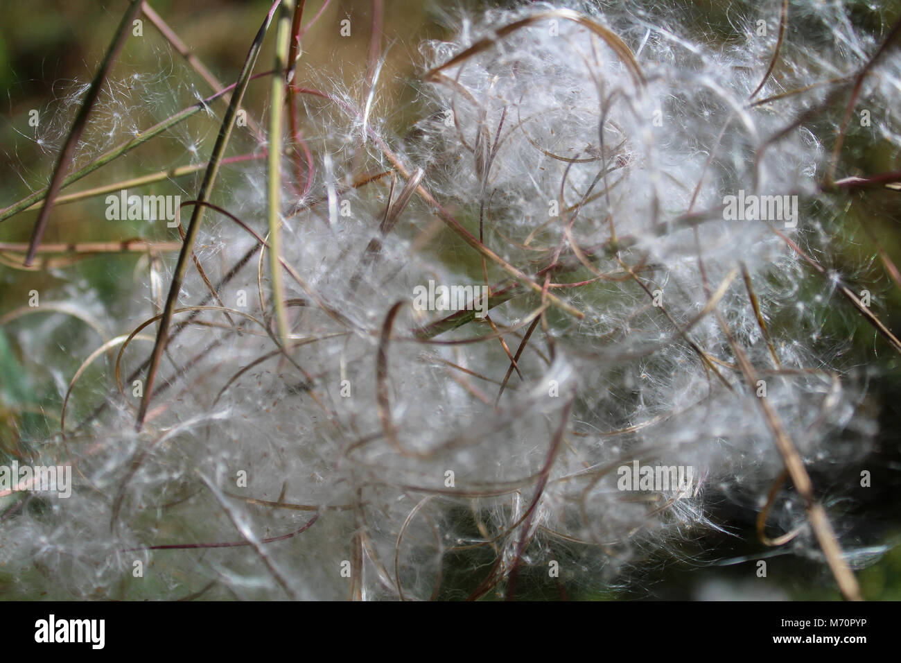 Macro photo of flower fluff with blured green background Stock Photo ...