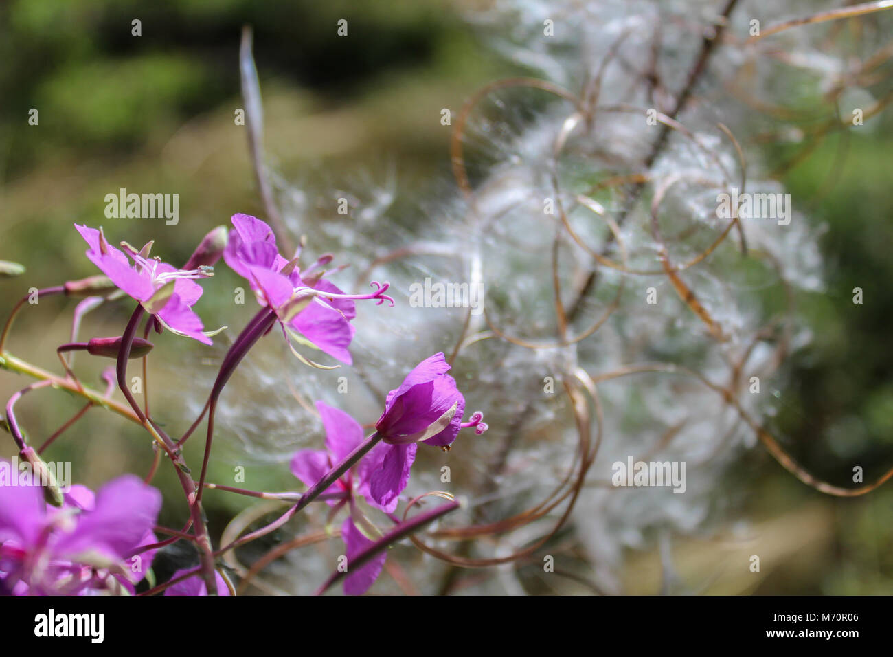 Macro photo of flower fluff with petal in front Stock Photo - Alamy