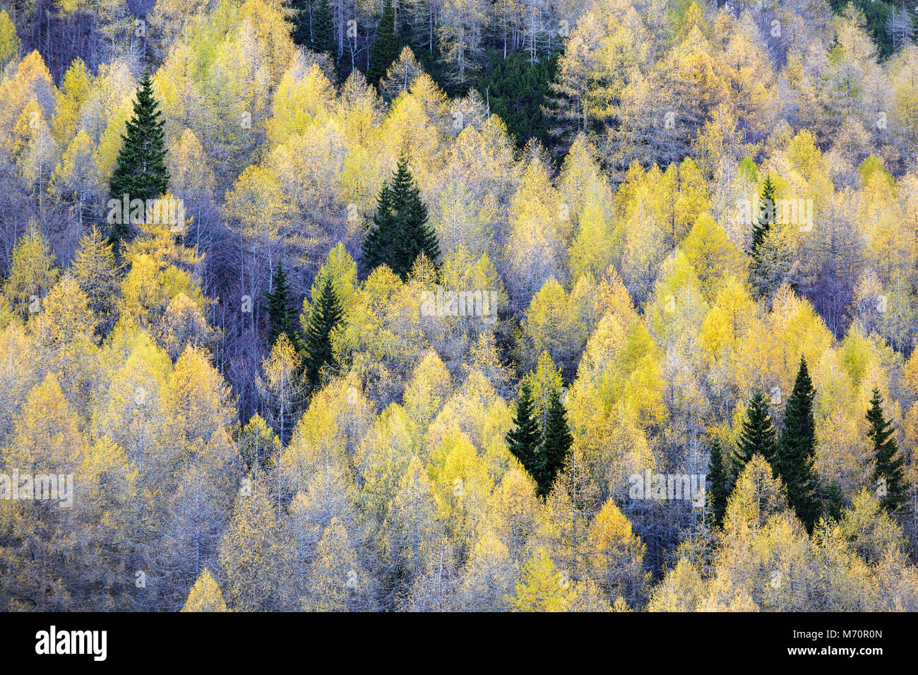 Golden larch trees hi-res stock photography and images - Alamy