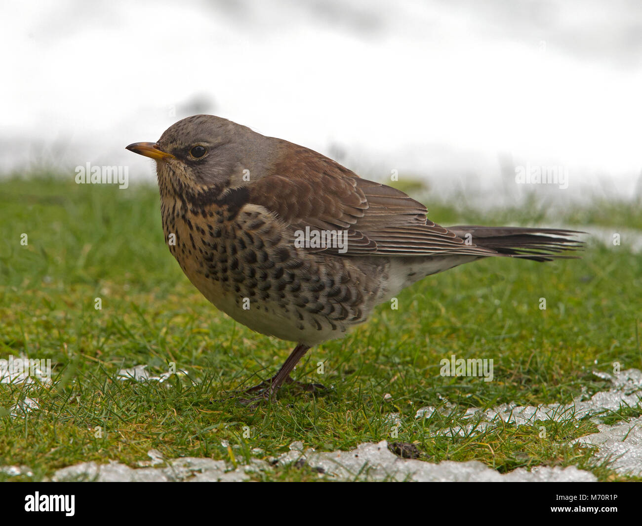 Fieldfare england hi-res stock photography and images - Alamy