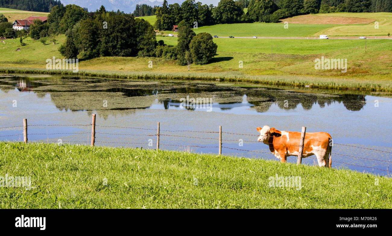 bavarian countryside with a cow on the romantic road in Germany Stock ...