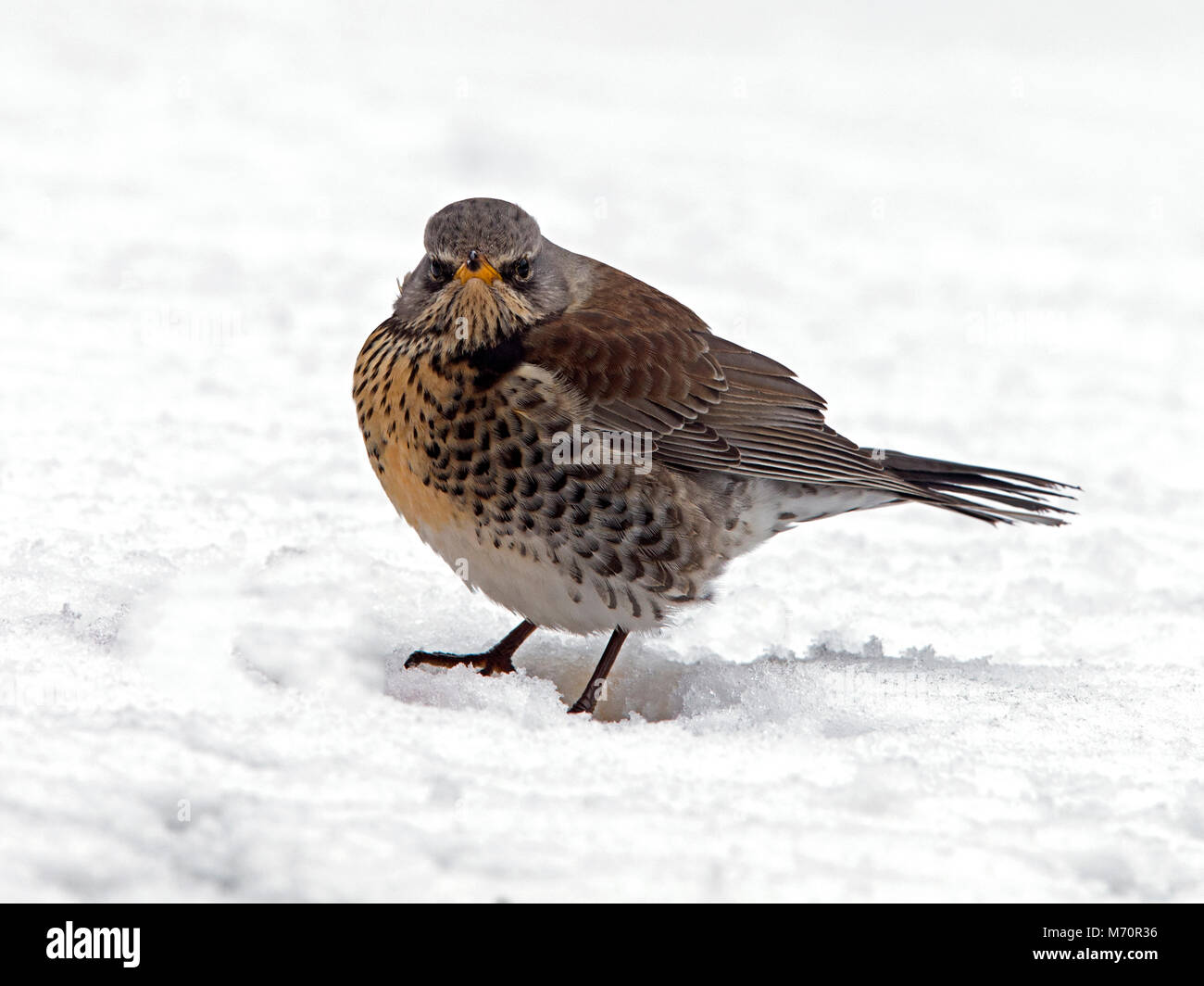 Fieldfare standing in snow Stock Photo - Alamy