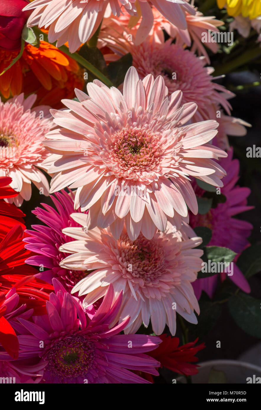 Beautiful colorful natural spring flowers in macro view Stock Photo - Alamy