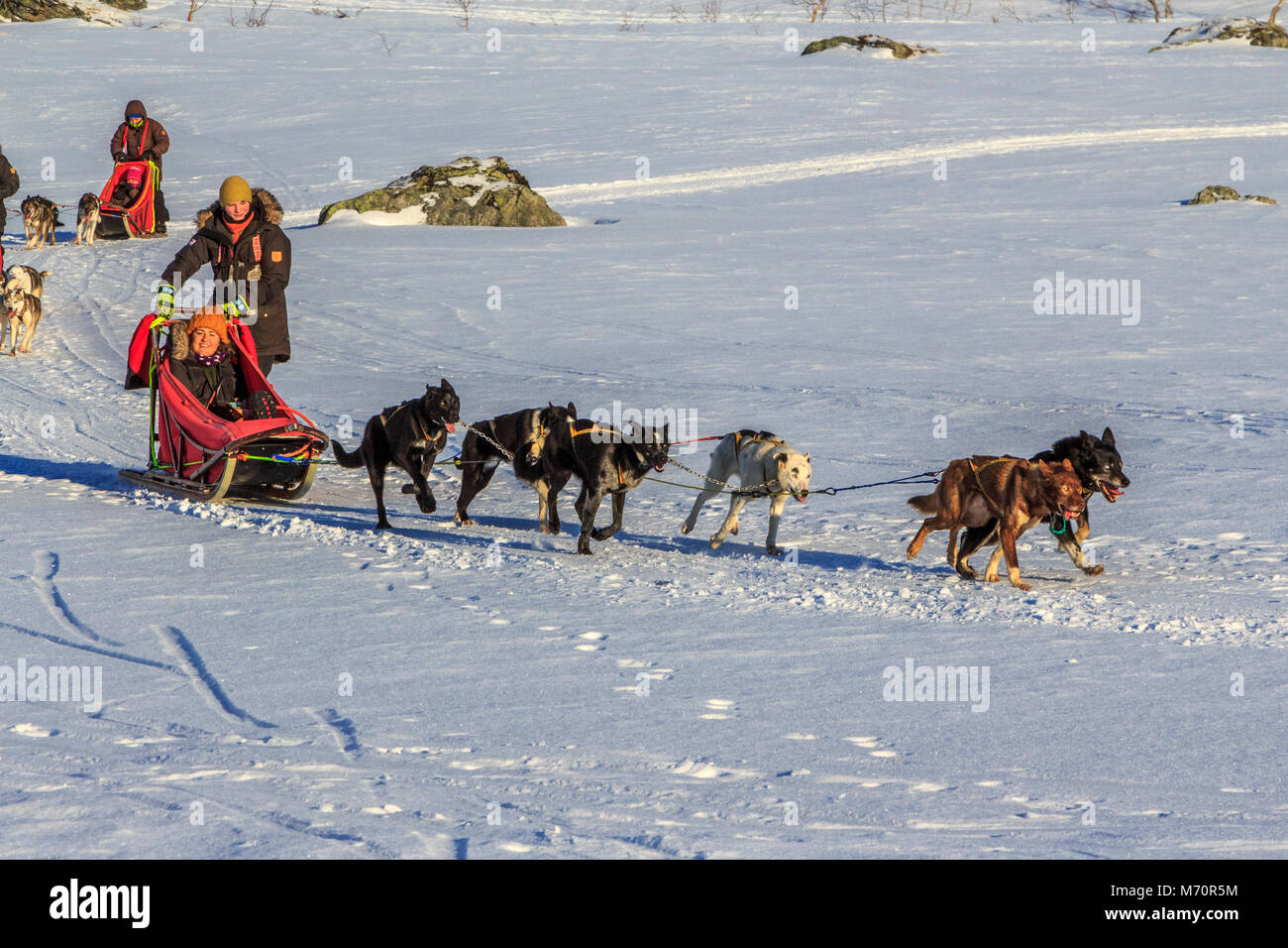 husky dog rides ,Arctic Circle Kvaloya island Troms Tromso norway 2018 ...