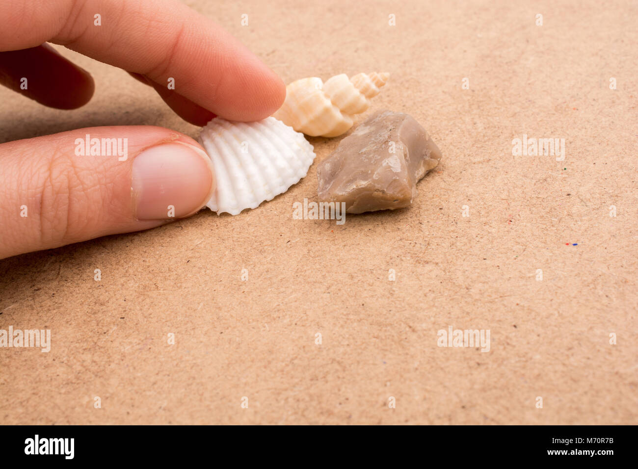 Hand holding various type of seashells in hand Stock Photo - Alamy