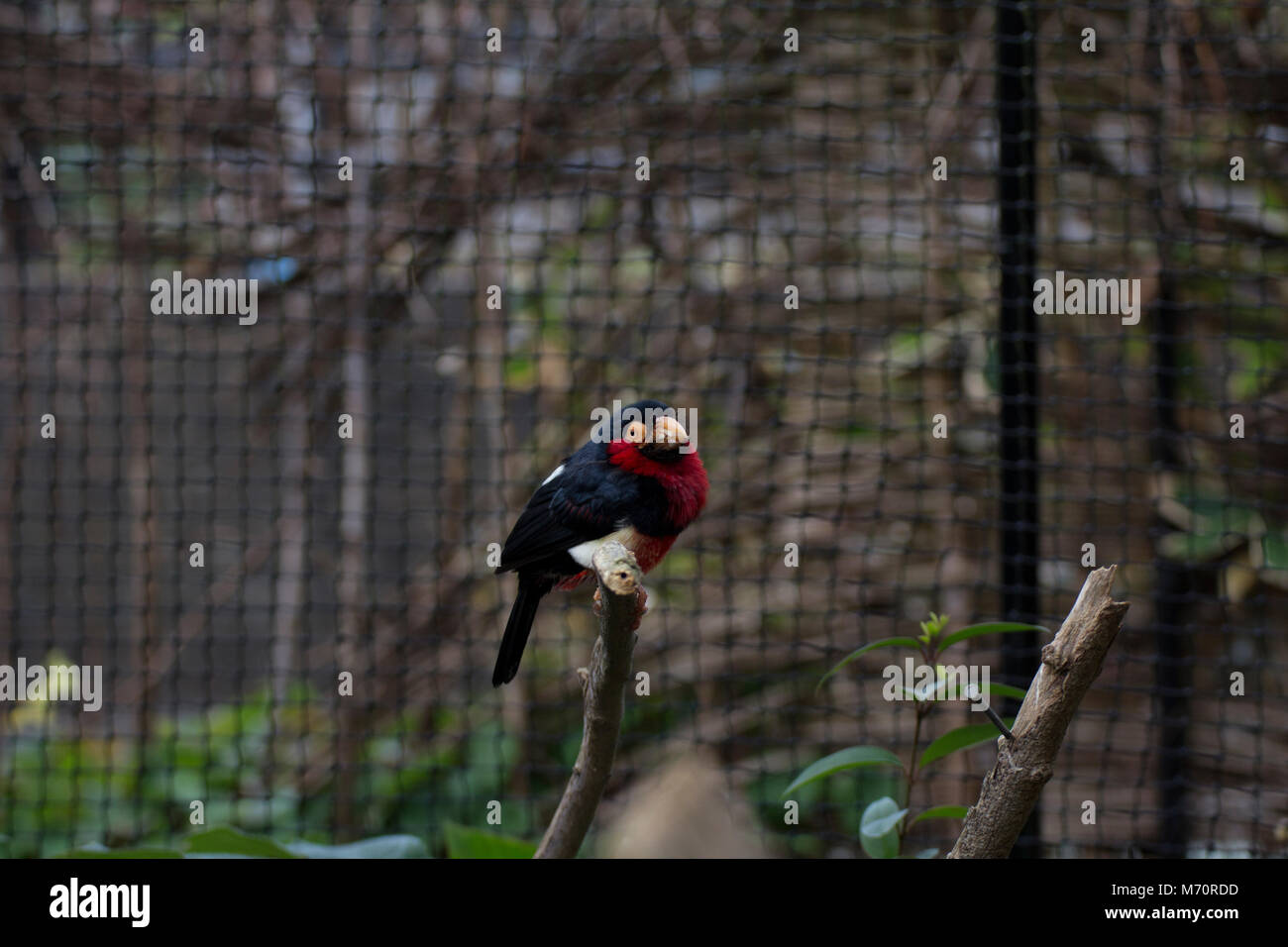 Bird london zoo hi-res stock photography and images - Alamy