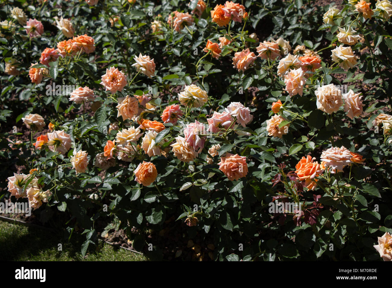 Beautiful colorful roses in a rose garden Stock Photo - Alamy
