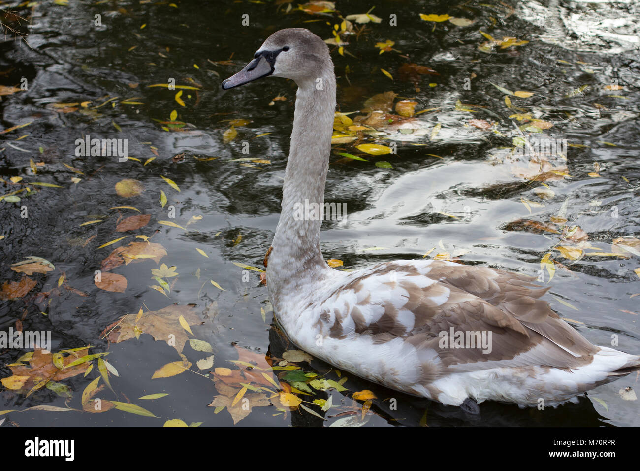 Duck. St. Jame's park. London Stock Photo - Alamy