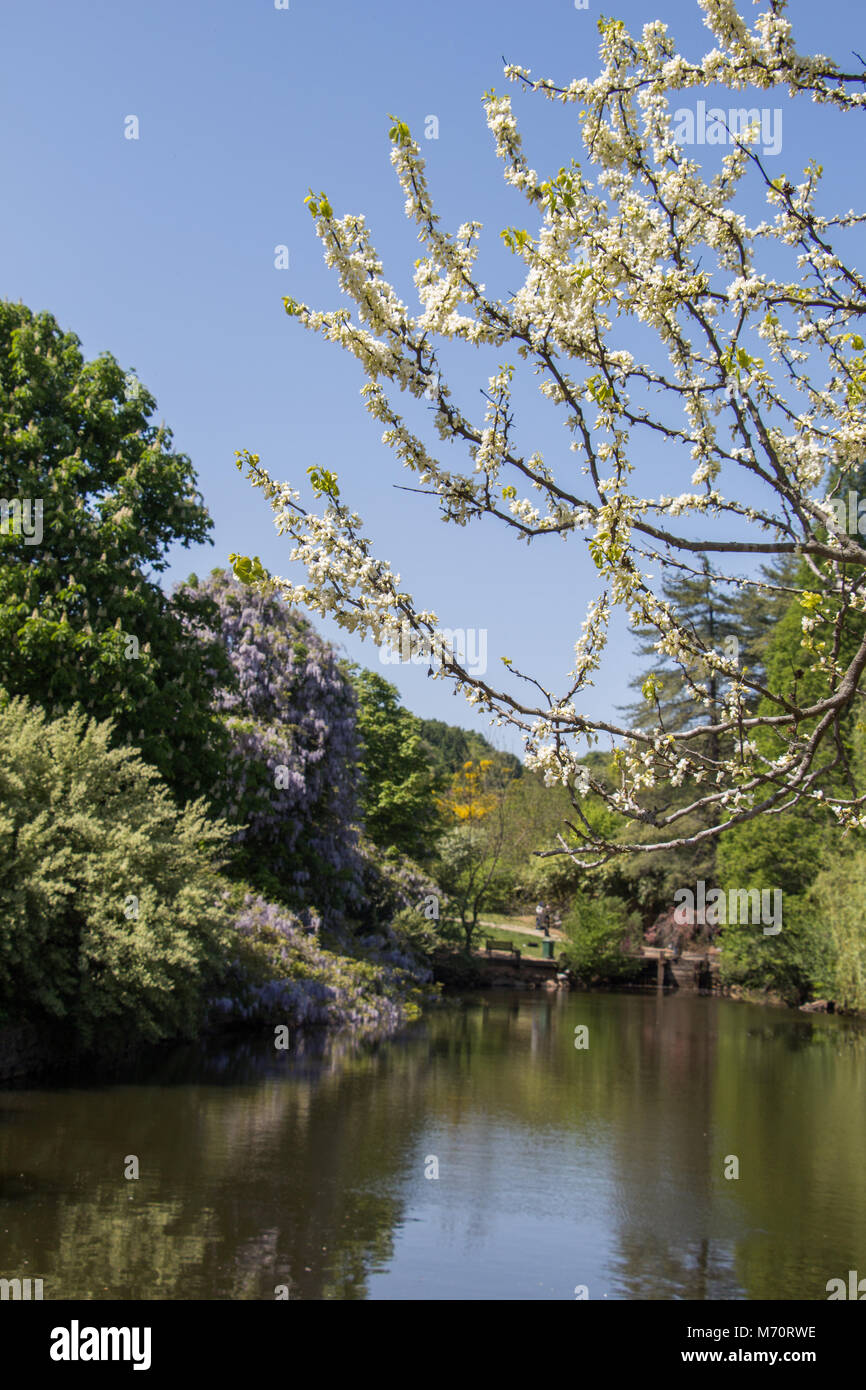 Beautiful colorful natural spring flowers in view Stock Photo - Alamy