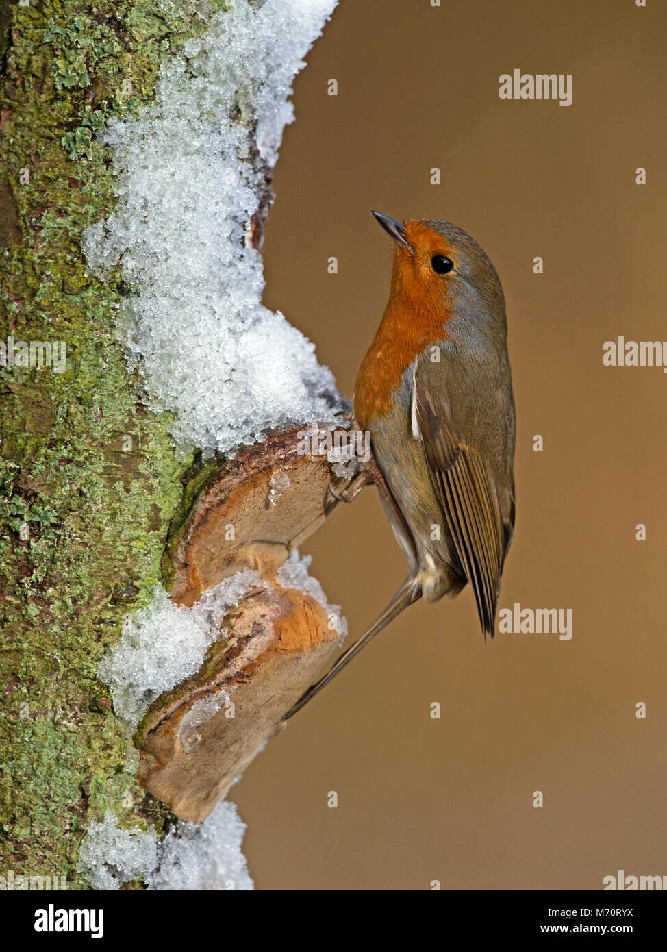 European robin on tree hi-res stock photography and images - Alamy