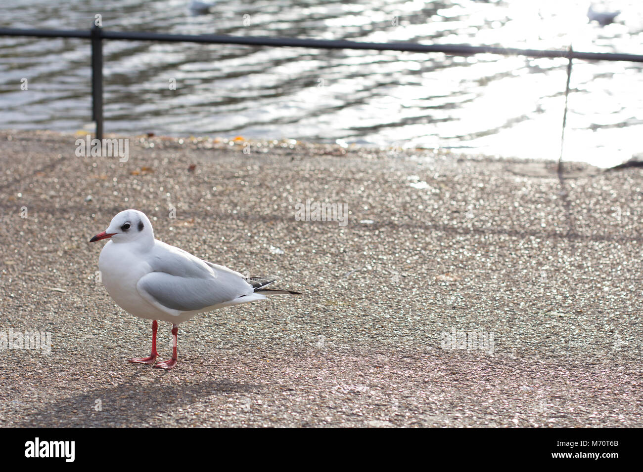 Seagull. St. Jame's park. London Stock Photo - Alamy