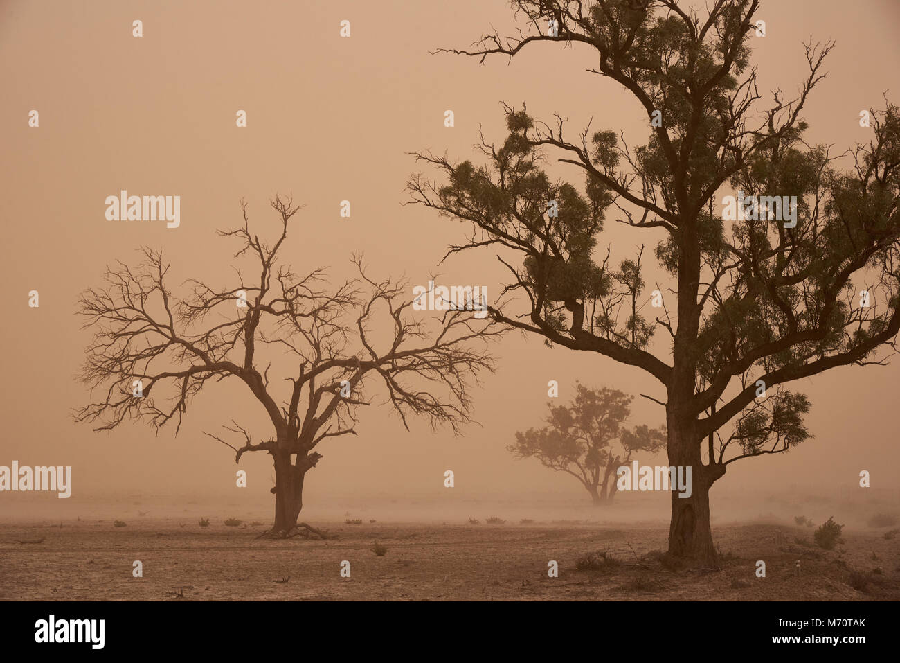 Dense dust blowing over parched land as a cool change sweeps throught ...