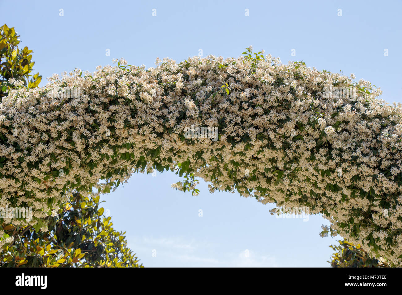 Beautiful colorful natural spring flowers in view Stock Photo - Alamy