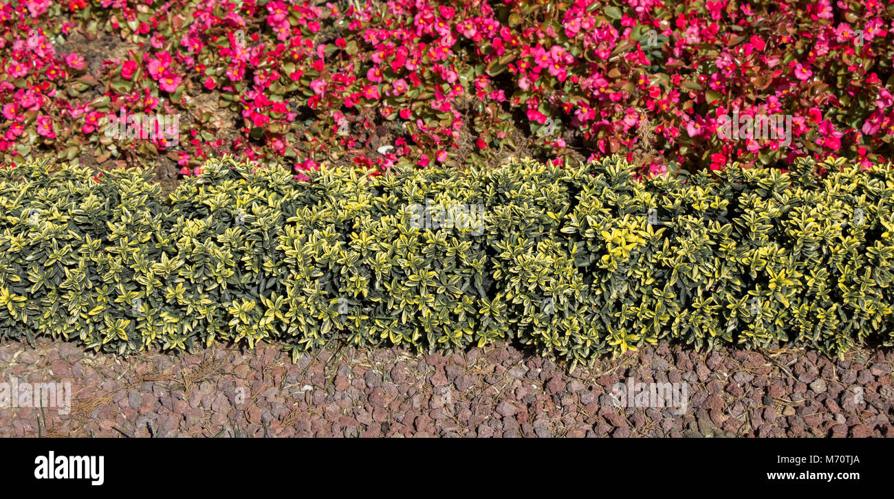 Beautiful colorful natural spring flowers as a nature background Stock ...