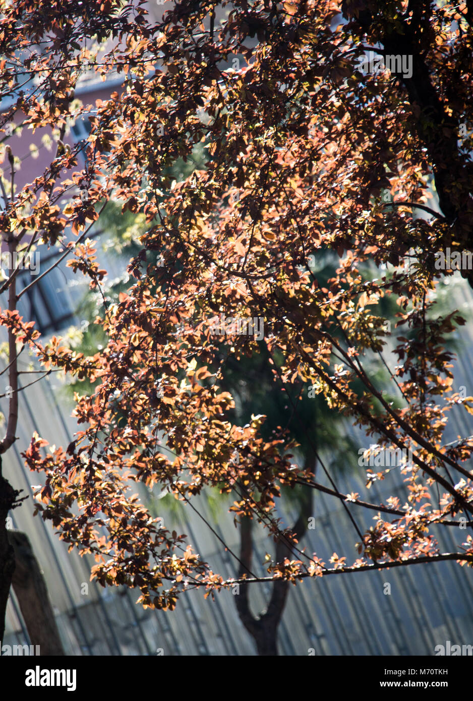 Beautiful colorful natural spring flowers as a nature background Stock ...