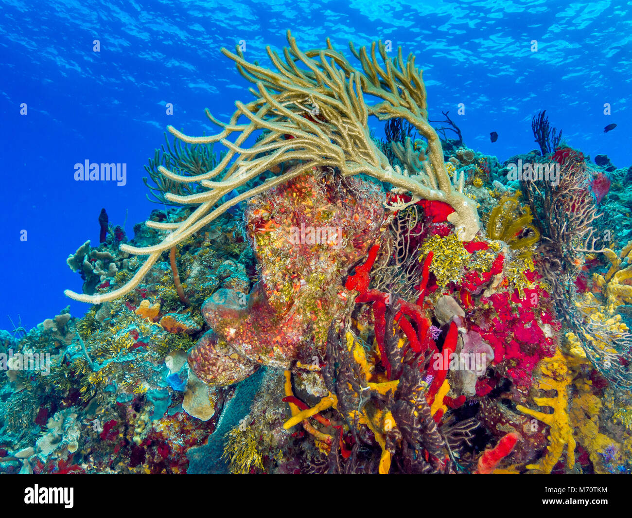 Coral reef fish and sky hi-res stock photography and images - Alamy