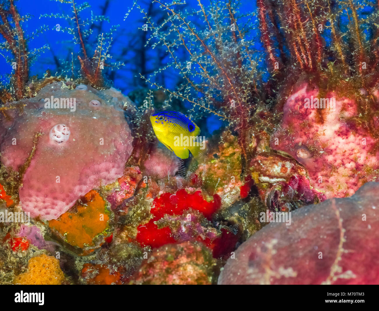 Marine rig hi-res stock photography and images - Alamy