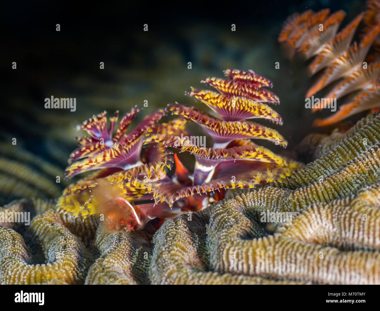 Christmas Tree Worm Stock Photo - Alamy