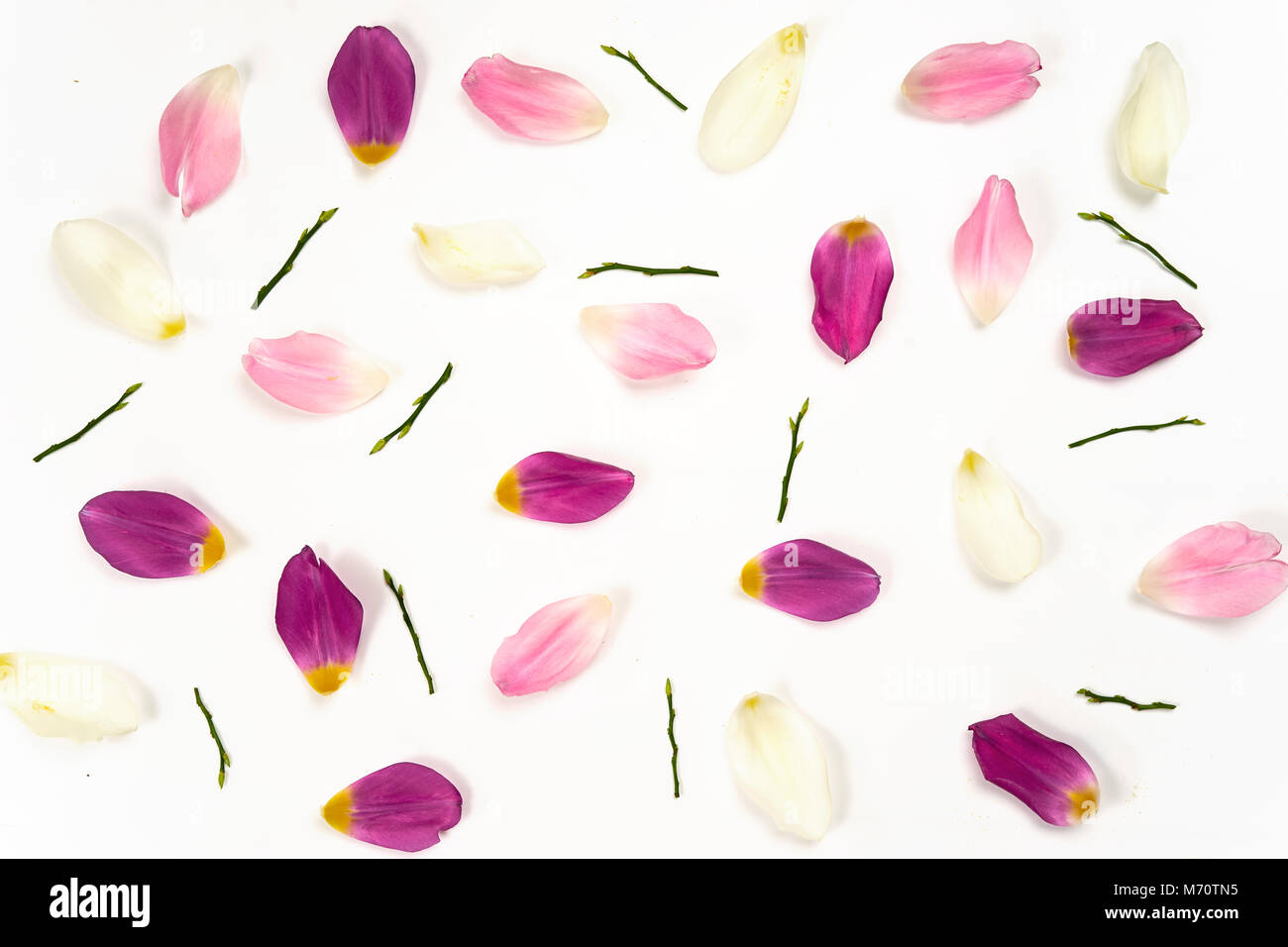 Flat tulips Cut Out Stock Images & Pictures - Alamy