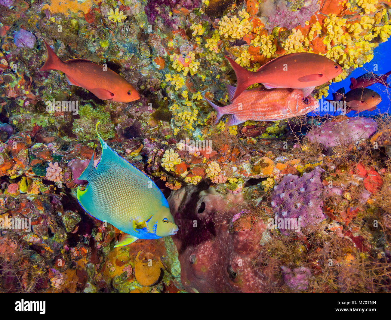 Oil rig and underwater hi-res stock photography and images - Alamy