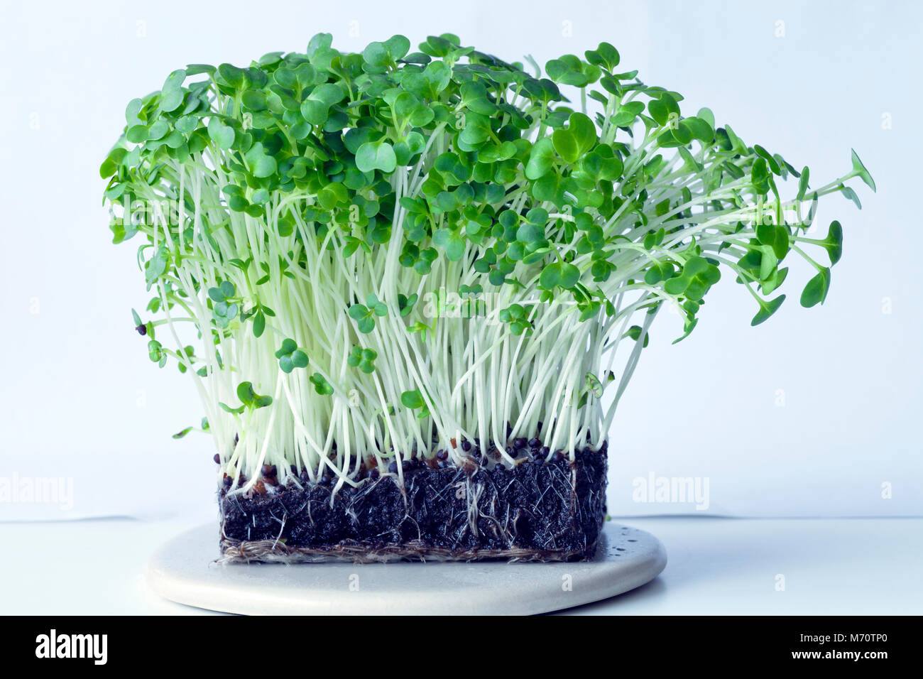 A close up of sprouted bunch of organic watercress plants Stock Photo ...