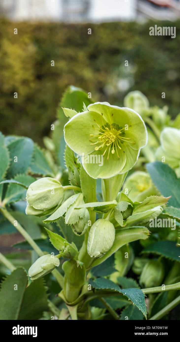 Helleborus Lividus closeup 7 Stock Photo - Alamy